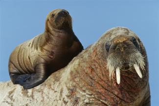 Here are our top 10 facts about Walrus | WWF